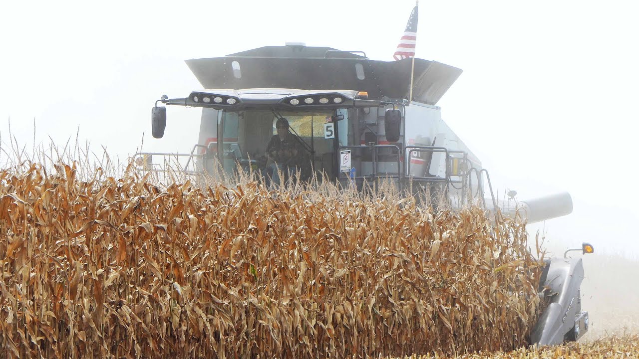 Gleaner T81 Combine in the field Harvesting Corn - YouTube