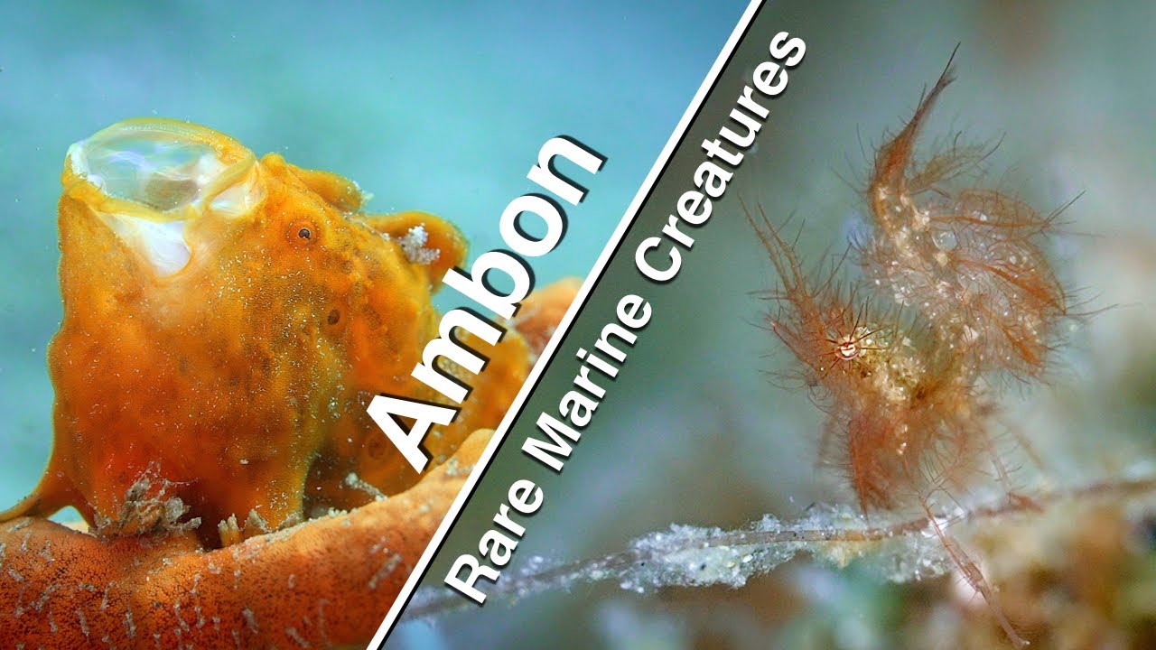 Muck Diving Paradise: Meet the Rare Creatures of Ambon Bay - YouTube