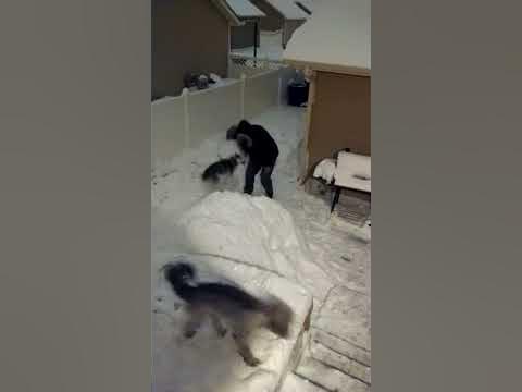 Snow dog c2 - YouTube
