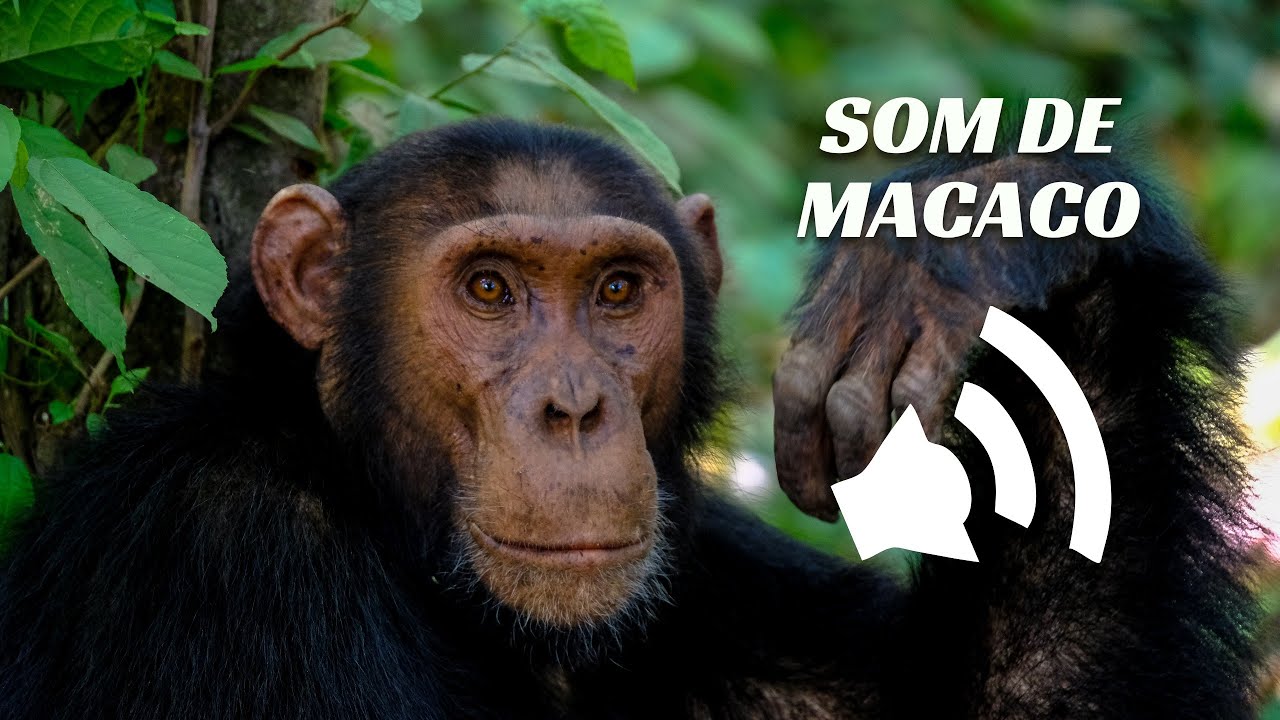 Som de Macaco [Animais Silvestres] - YouTube