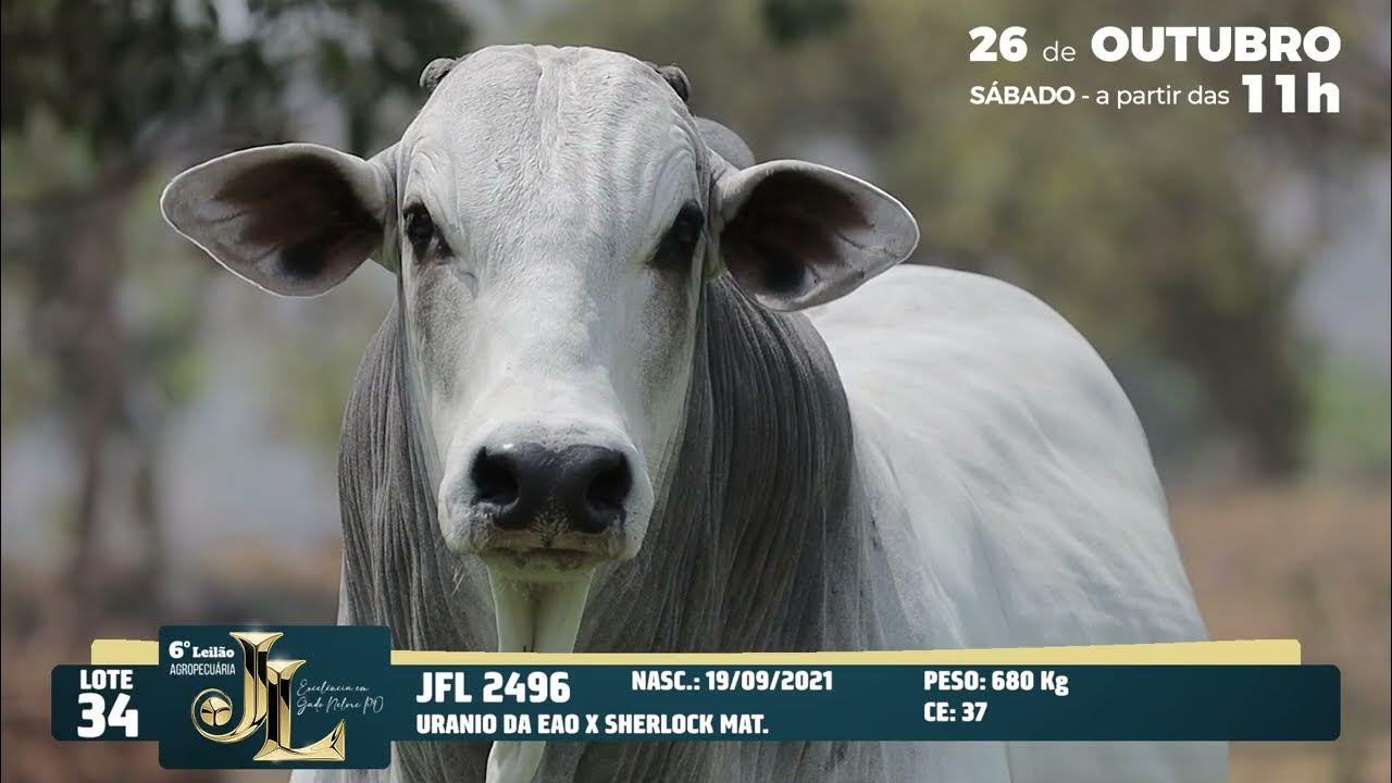 LOTE 34 JFL 2496 - YouTube