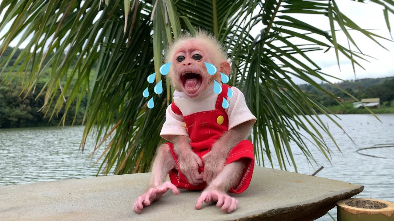 Baby monkey Moon is angry when her father does not play with her - YouTube