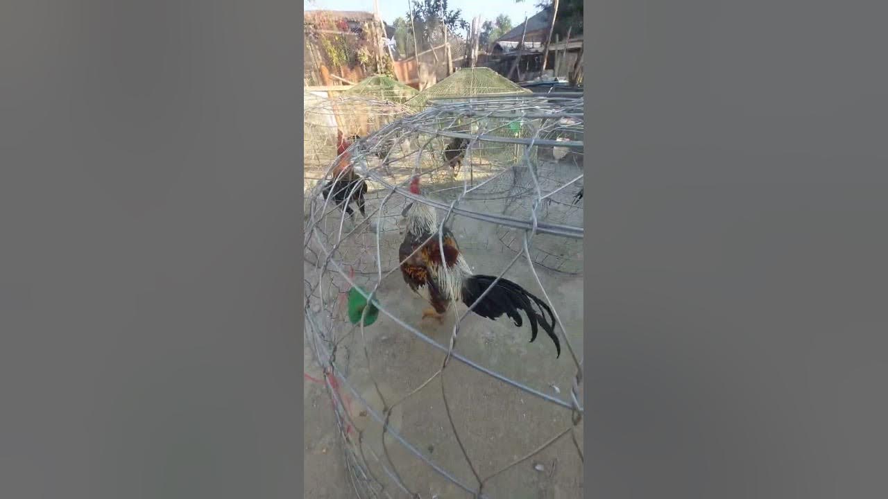 saib Qaib Sib Ncaws - YouTube