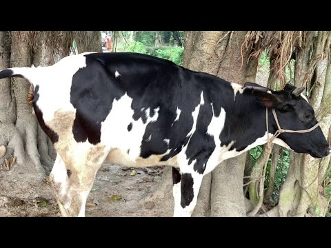 Animal Poop - A Cow Poop On Village Road Two Time, Black And White Cow Under A Big Tree