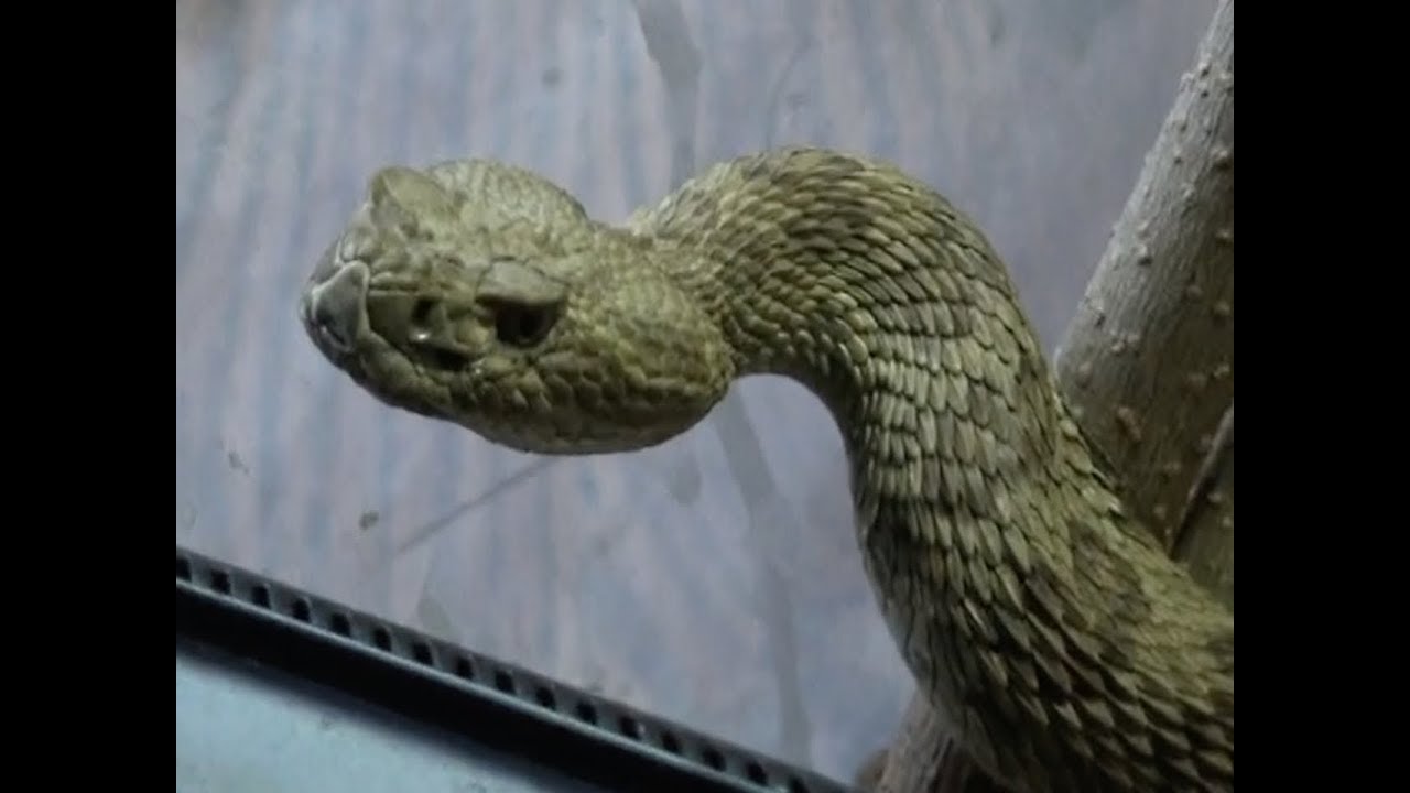Initial Monitoring Of Charlie Rattlesnake - YouTube