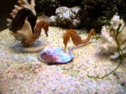 One seahorse steals a PE mysis shrimp from another's mouth! - YouTube