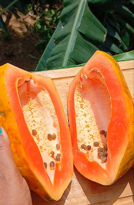 try this unique yummy...papaya shake,papaya shake,healthy drink #shorts ...