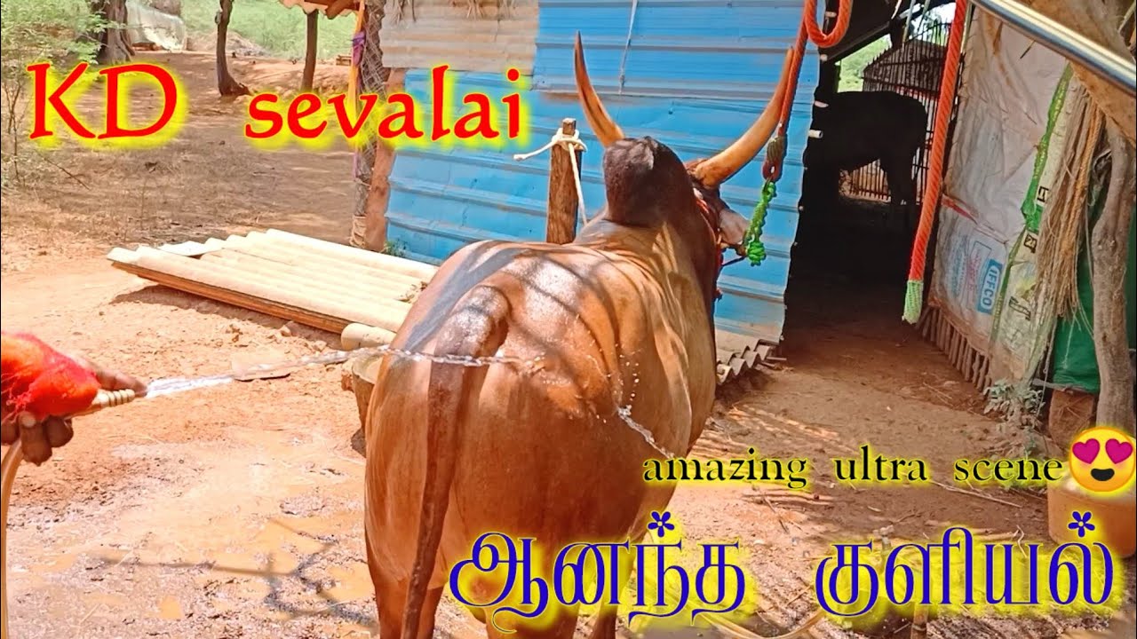 KD sevalai // ஆனந்த குளியல்😍 // amazing scene //அருமையான காட்சி//KD ...