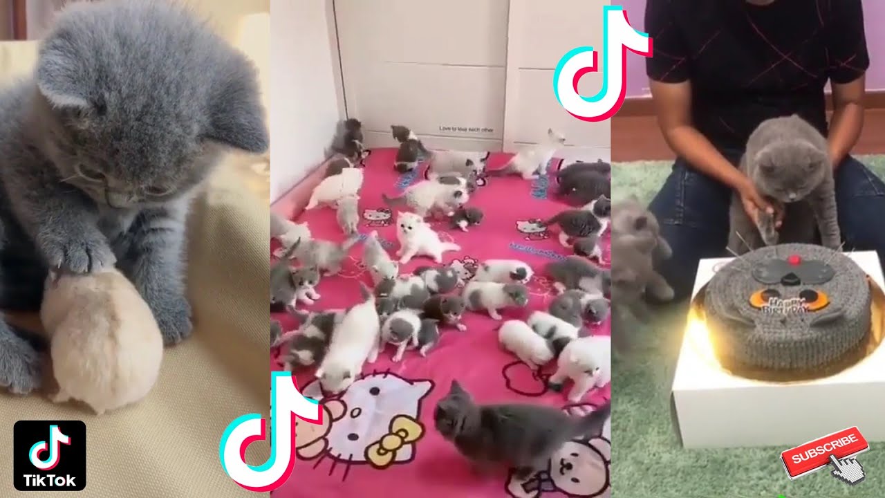 Tiktok kucing lucu | tiktok kucing imut - YouTube