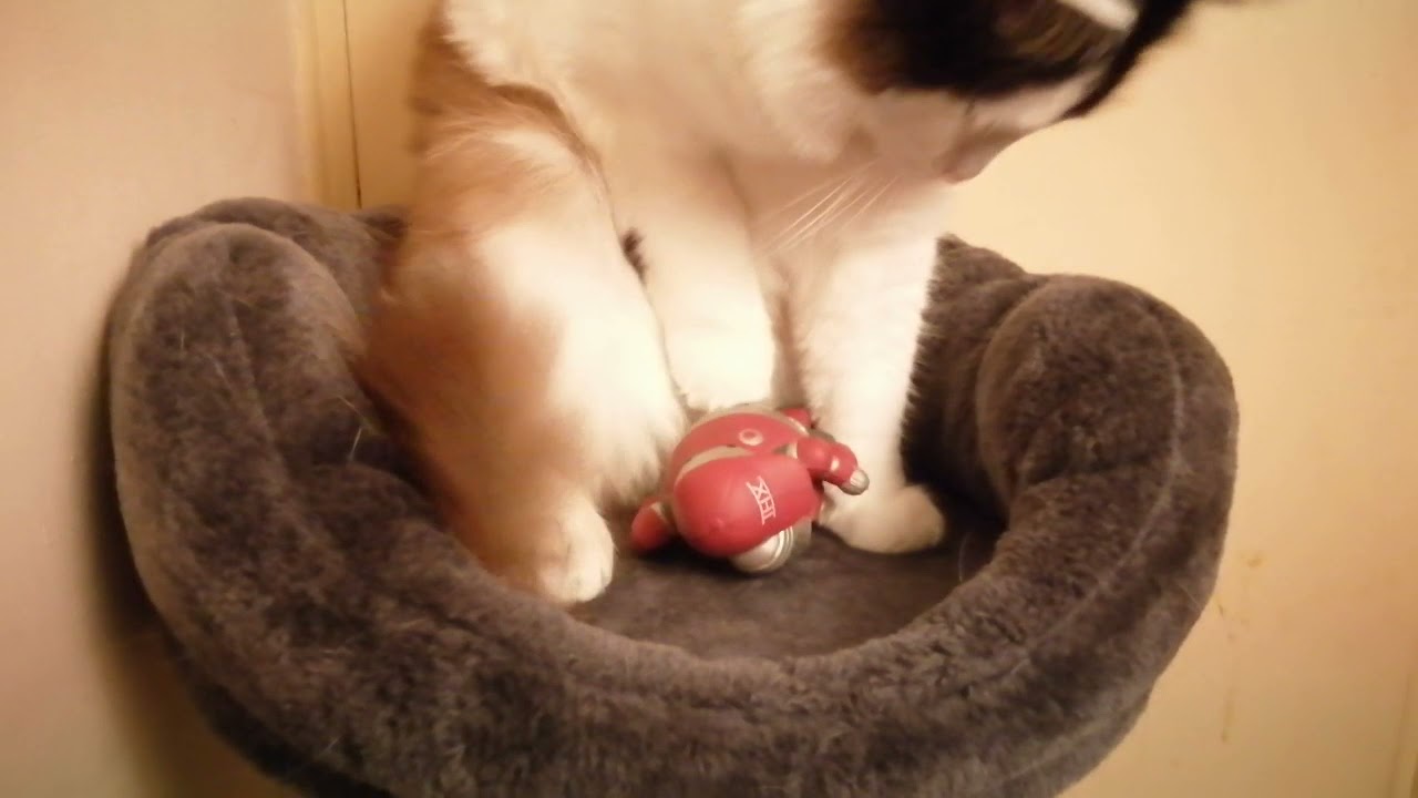 My cat Bear playing with THX Tex - YouTube