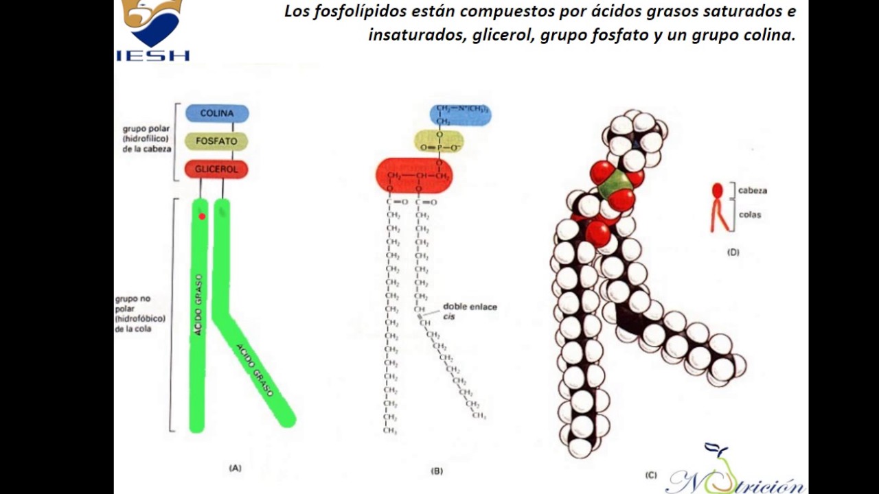 Metabolismo de acilgliceroles y esfingolipidos - YouTube