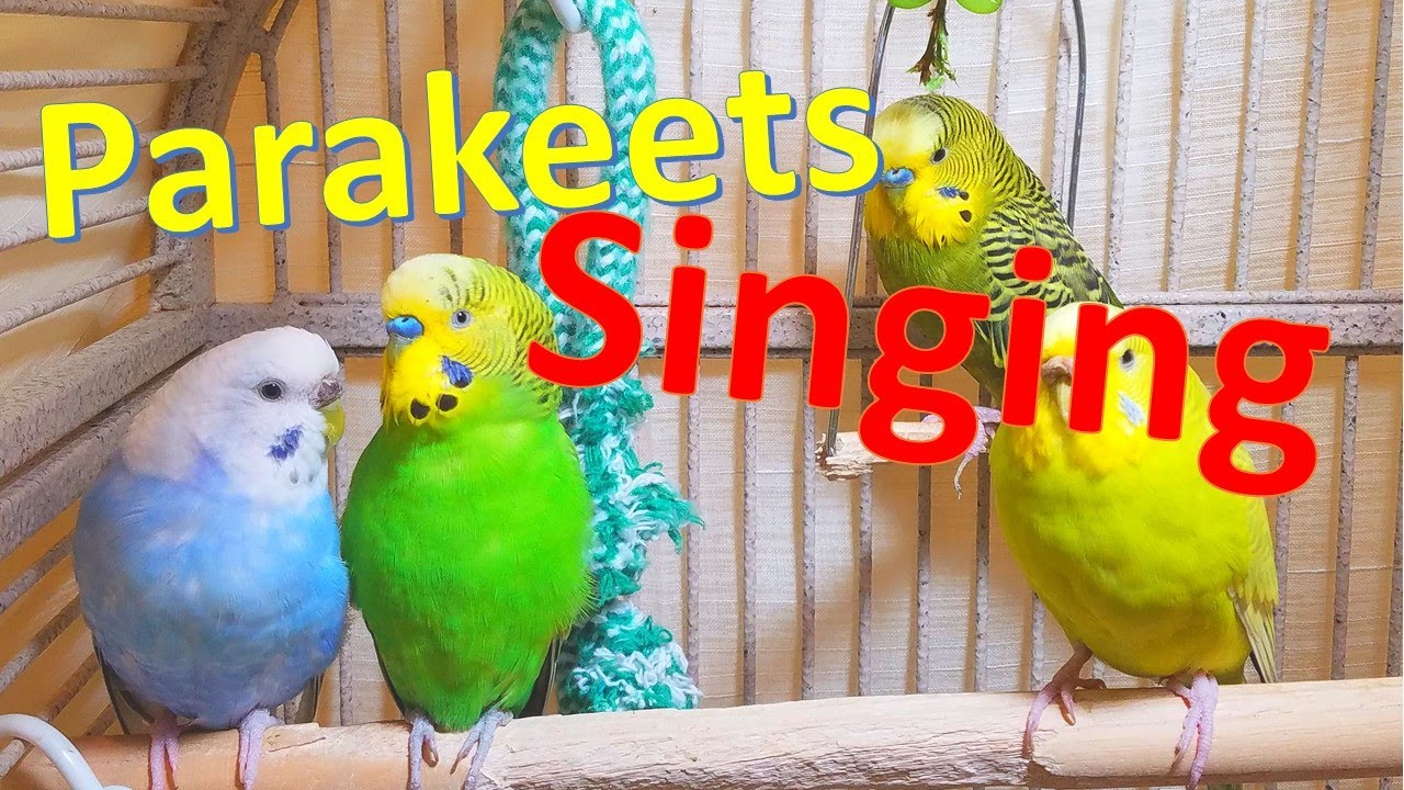 5 Hr Joyful Parakeets Eating Vegetables, Budgies Chirping. Healing ...