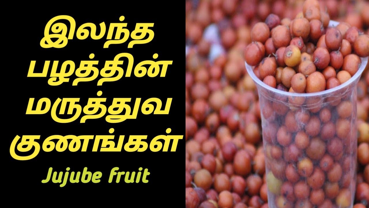 Elanthapalam Benefits Tamil | Jujube fruit benefits | Indian jujube ...
