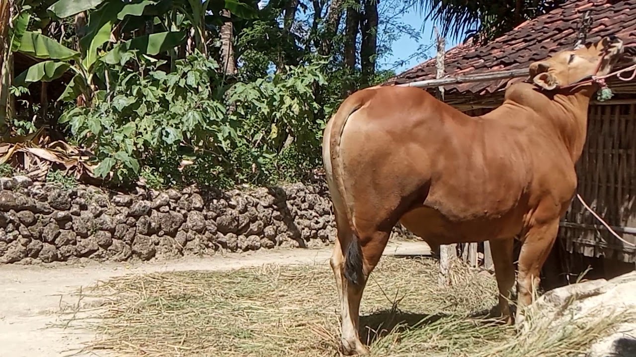 REAL SAPI LANANG TERBESAR YANG PATUH PADA PEMELIHARA. - YouTube
