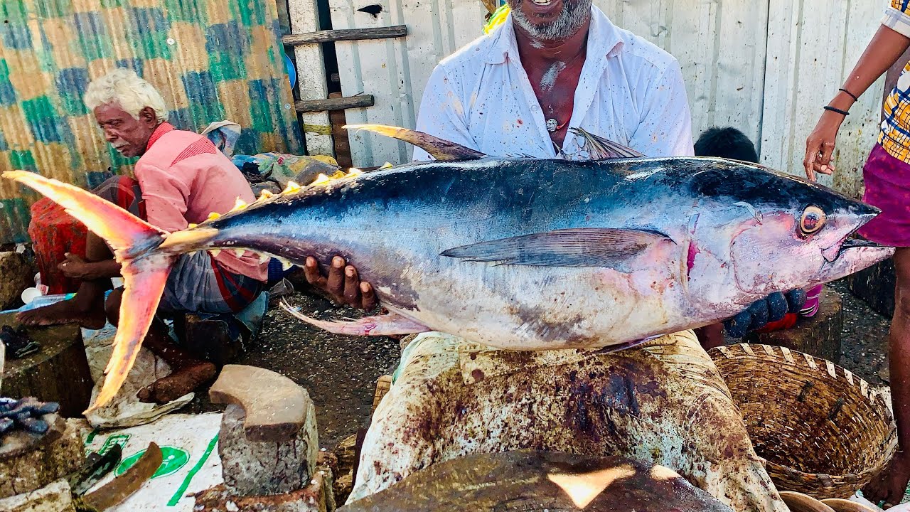 21 KG HUGE SIZE YELLOW FIN TUNA🔪MONSTER SIZE FISH CUTTING🔪KF FISH CUTS ...
