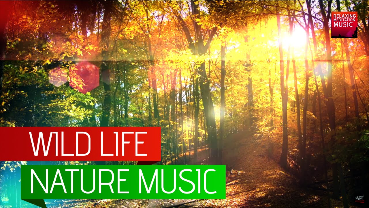 Wild Life Music | Healing Nature Music | Relaxing Meditation Music ...