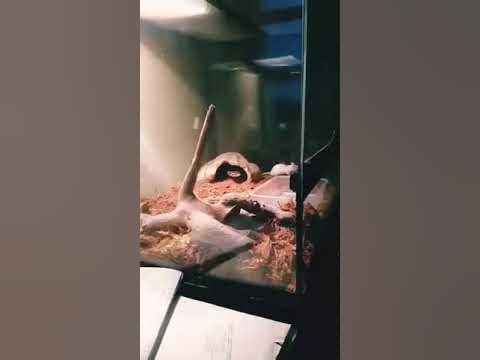 Un petit encas pour le python royal - YouTube