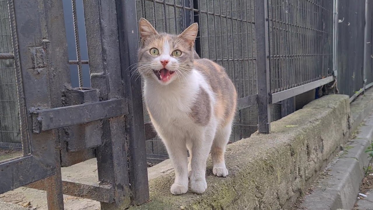 Cute calico cat with pink mouth meowing politely. - YouTube