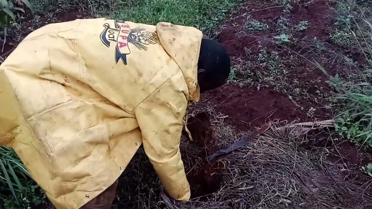 Shamba #FarmLife Intro - YouTube