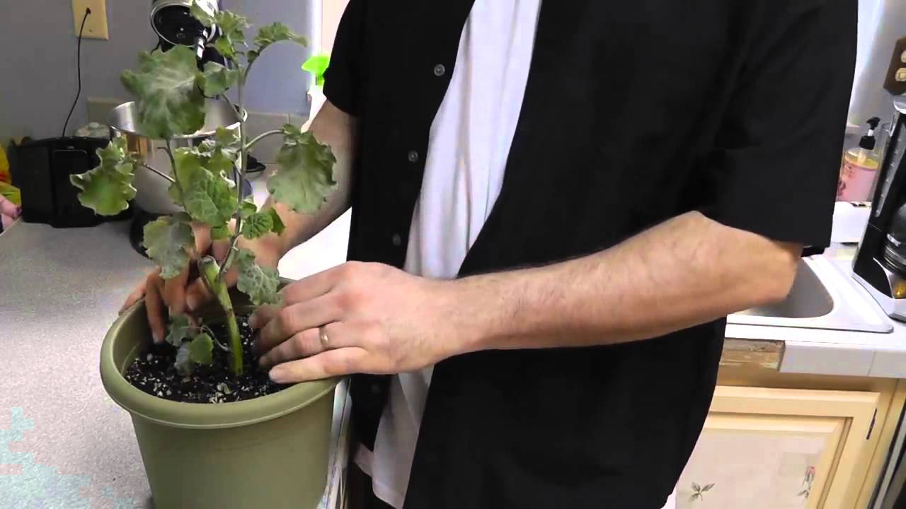 Growing Tree Collards From Cuttings - YouTube