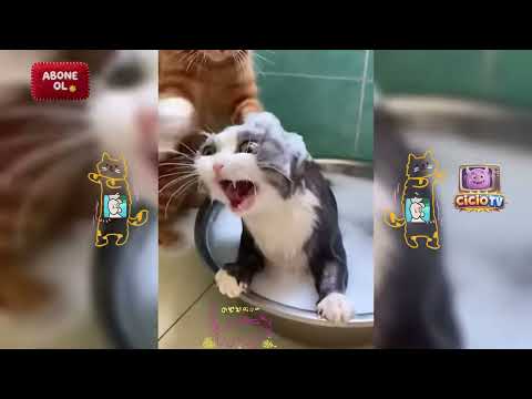 Gülmeme Challenge Komik Kediler 😅 | Funny Cats Compilation🤣 #mizah #komik #komedi #kedi #köpek