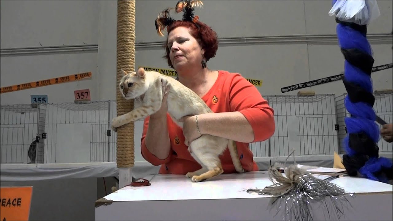QGCA WFB Ruby Sapphire at PartyCats TICA cat show 10-29-11 - YouTube