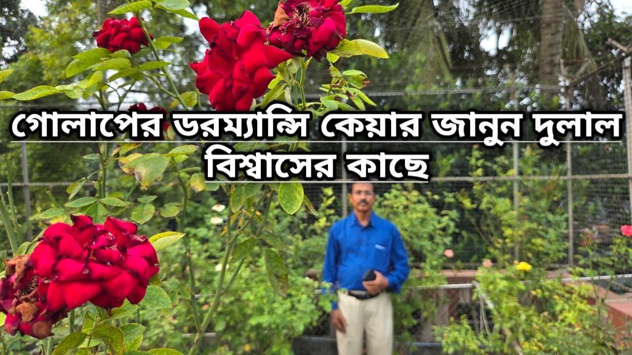 Rose Dormancy Care By Dulal Chandra Biswas || Shree Sanjiban || - YouTube