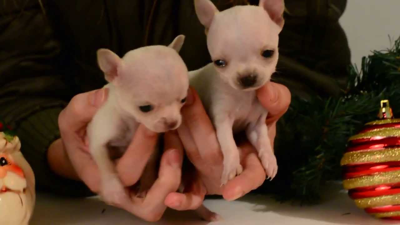 "Raia-dogs"- предлага мини късокосмести чихуахуа на 80 дни, мъжки и ...