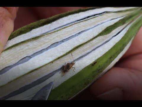 Okra ~~ Saving Seeds ~~ Stink Bugs
