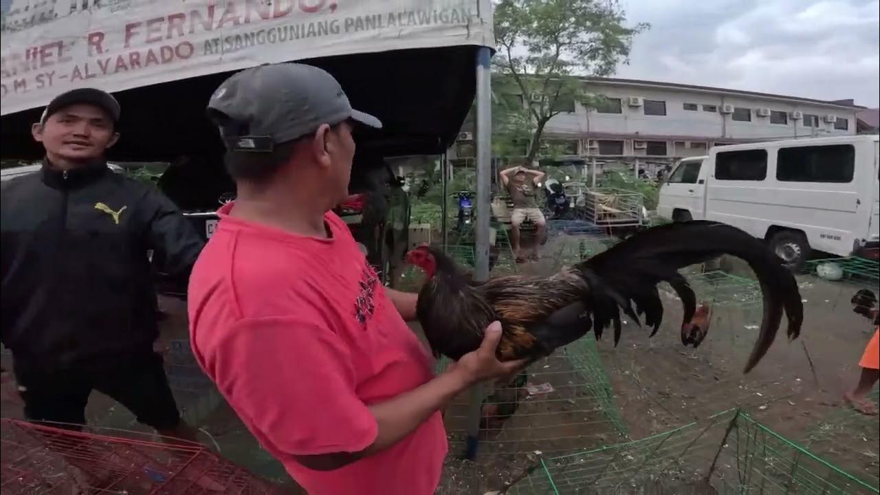 boss kalim parami ng parami dinadala manok sa bocaue puro quality may sarili pang gamefarm ...