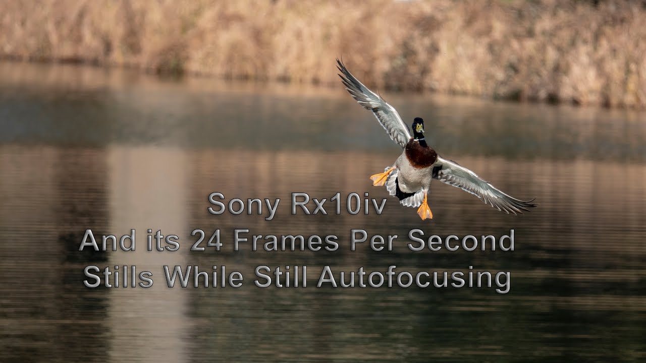The Sony Rx10iv Tracking Ducks Flying at 50-60mph - YouTube