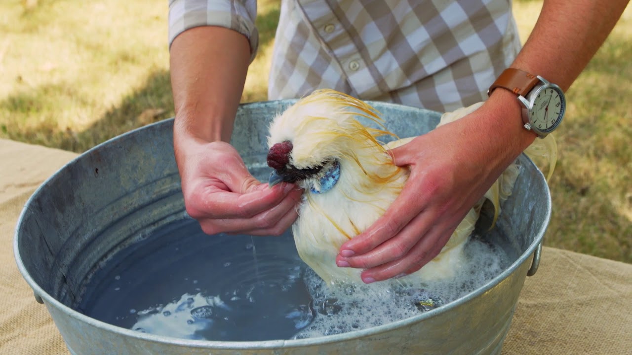 Bathing Show Poultry (Chicken Bath and Grooming) - YouTube