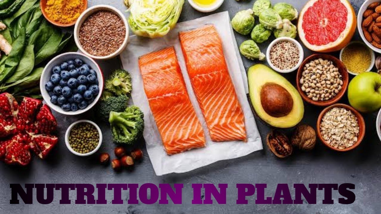 Nutrition In Plants Chapter 1 Class 7 Science In Hindi Explanation nutrition-in-plants-chapter-1-class-7-science-in-hindi-explanation