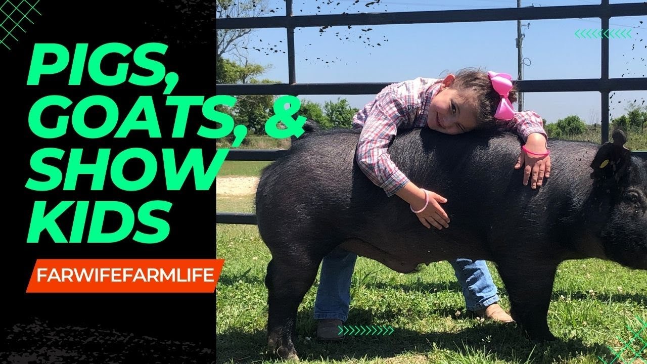 Life at A Prospect Livestock Show! Pigs and Goats Are The BEST! - YouTube