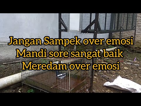 Biar ngak over emosi Kacer ini mandi sore