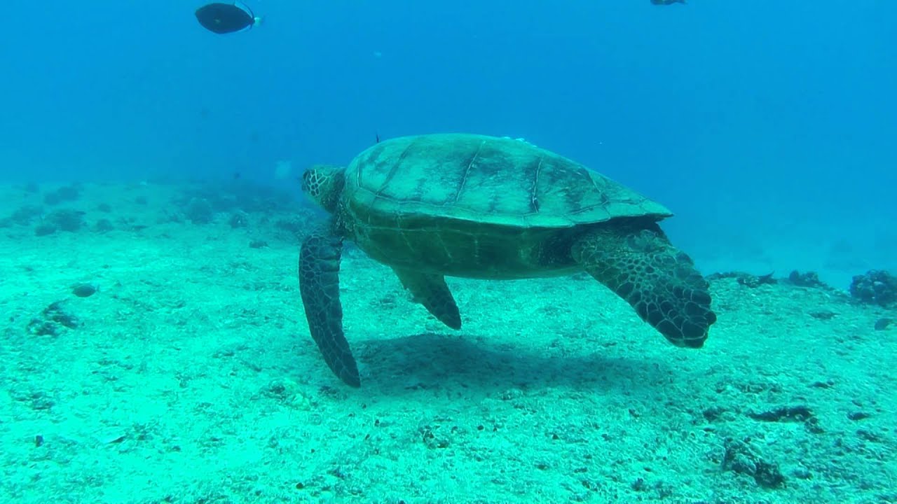 Sea Turtle Cleaning Station - YouTube