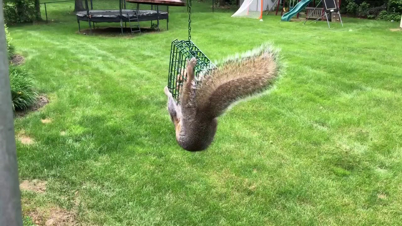 Squirrel Shocker Surprise! He came right back to eat some more 20 ...