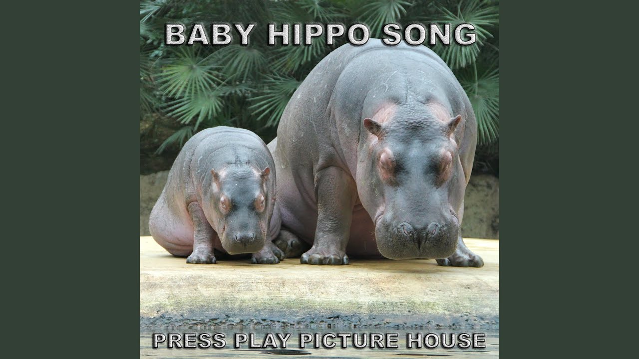 Baby Hippo Song - YouTube