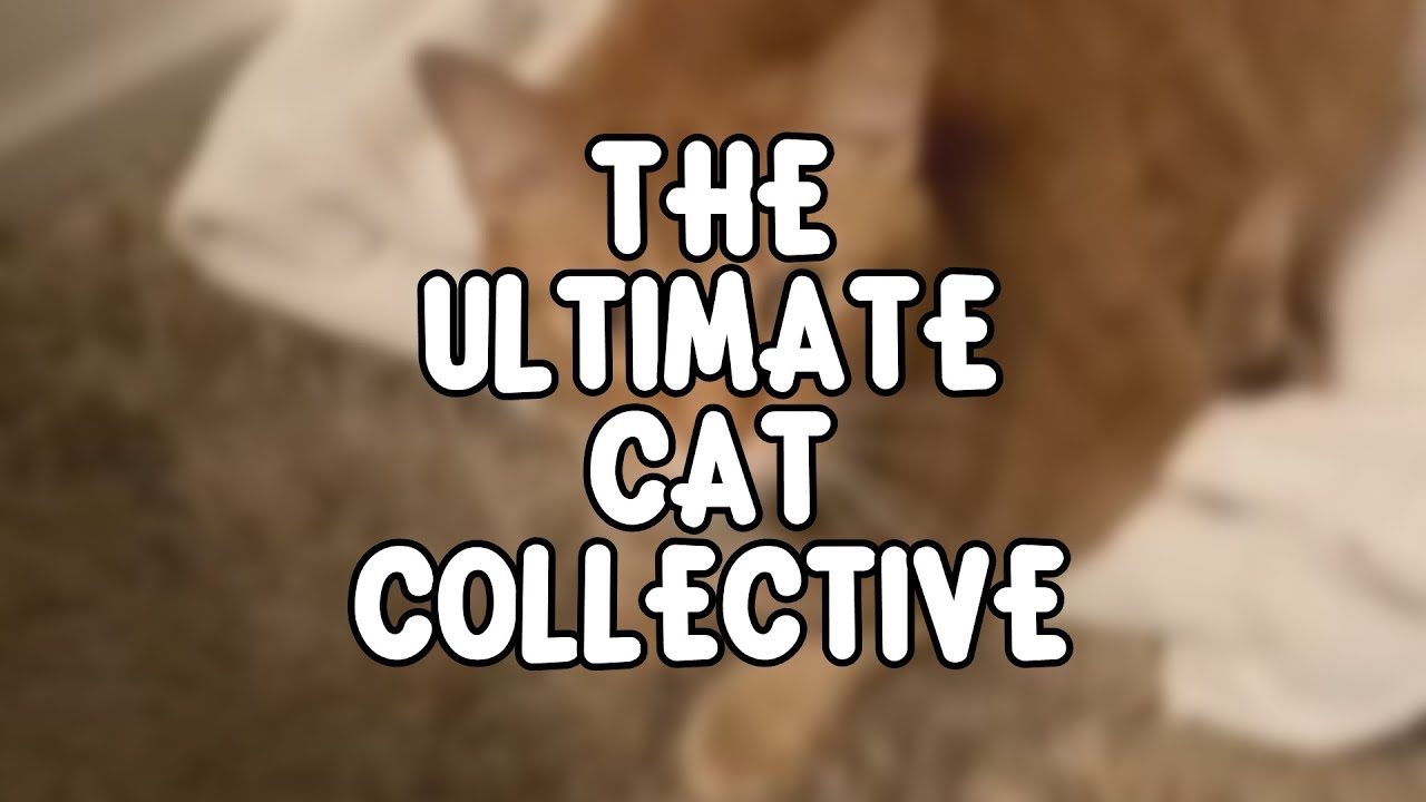 The Ultimate Cat Collective #cats #kitties #toocute - YouTube