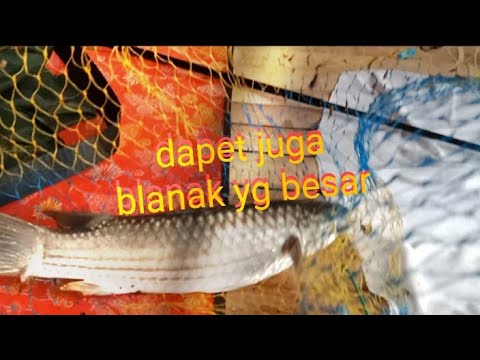 Mancing di bagan bang andi@kojilkemal8854 - YouTube