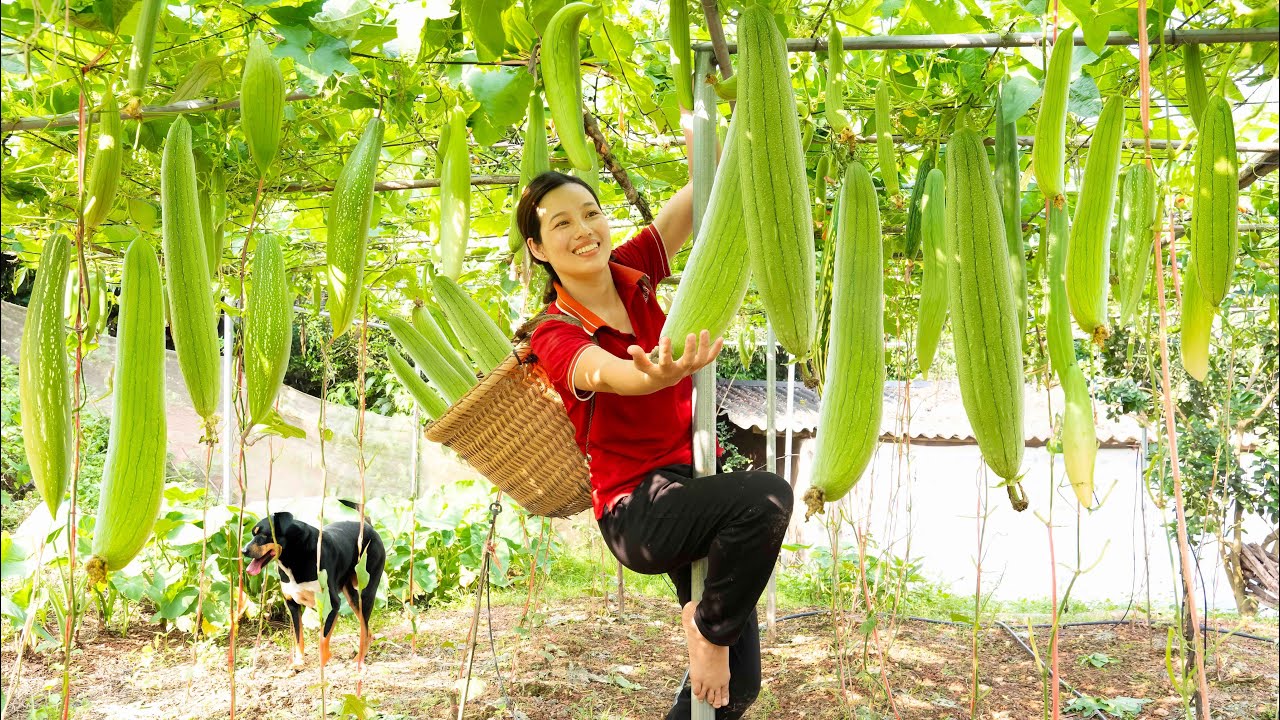 Harvest LUFFA FRUIT Go to market sell - Went home to cook - encountered ...