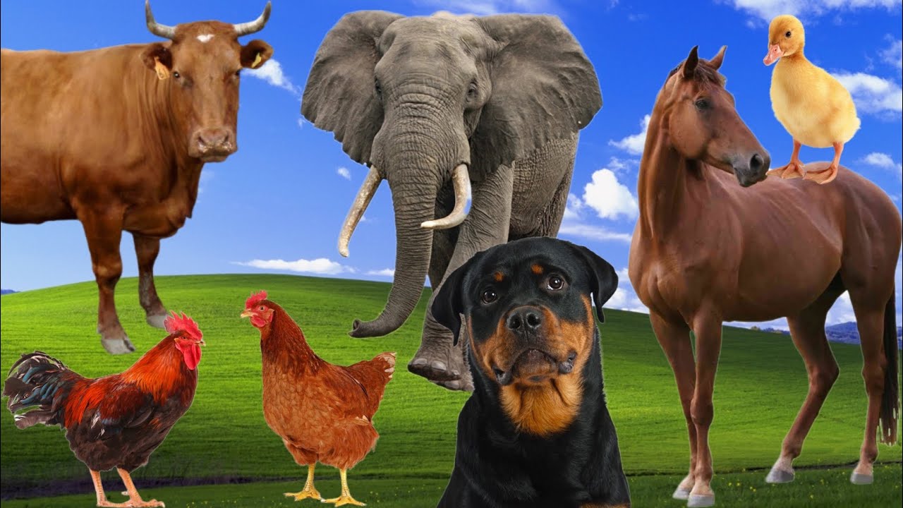 Funny farm animals sounds: Cow, Cat, Elephant, Dog, Horse, Chicken ...