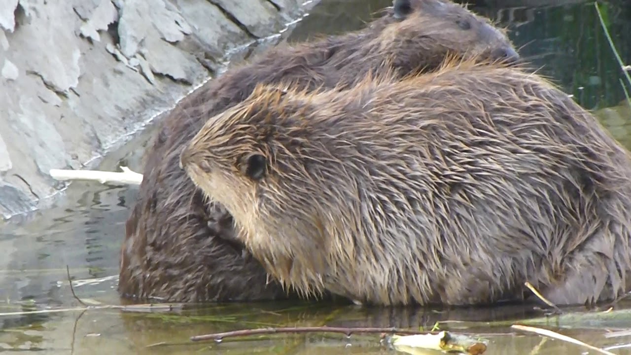 Indiana beavers - YouTube