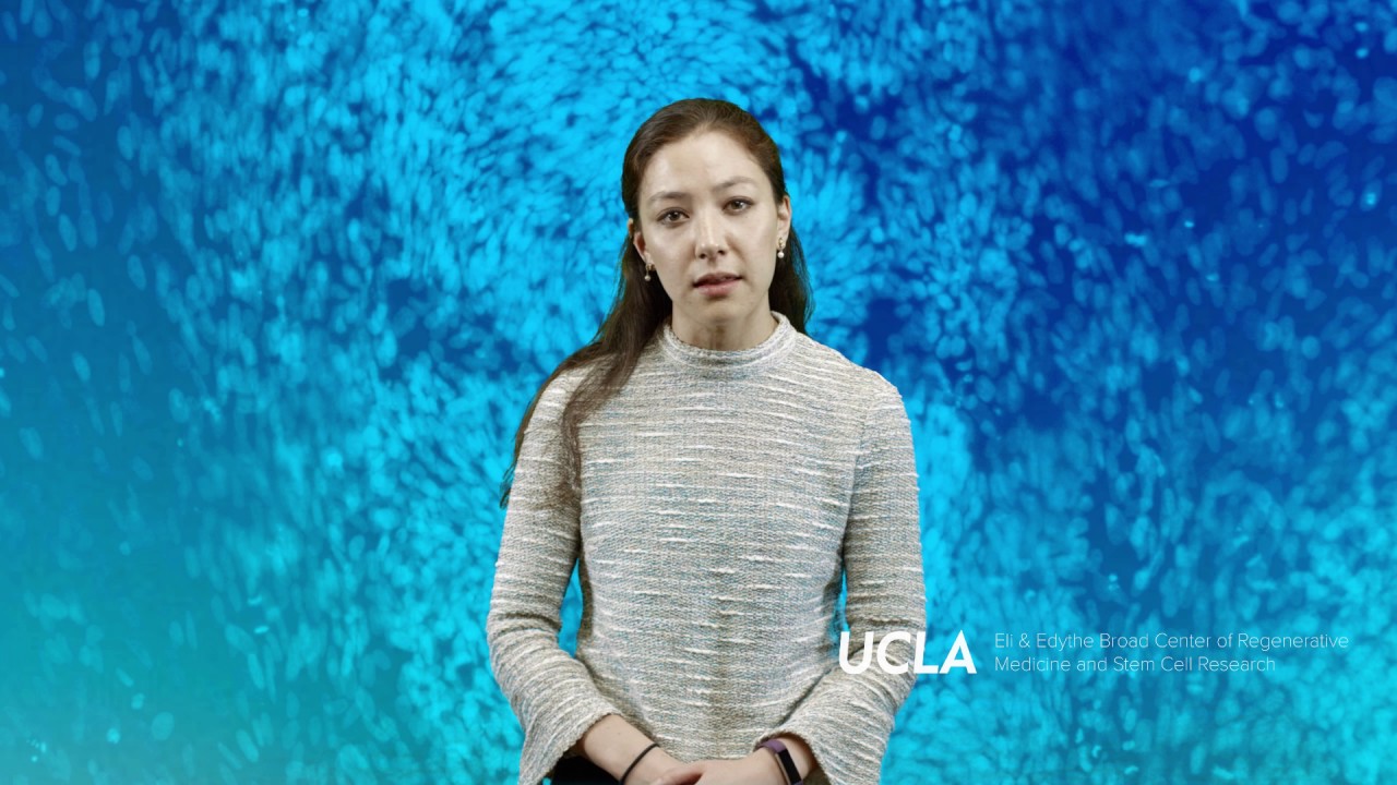 Pinpointing the factors that influence stem cell aging | Sophia Lewis ...