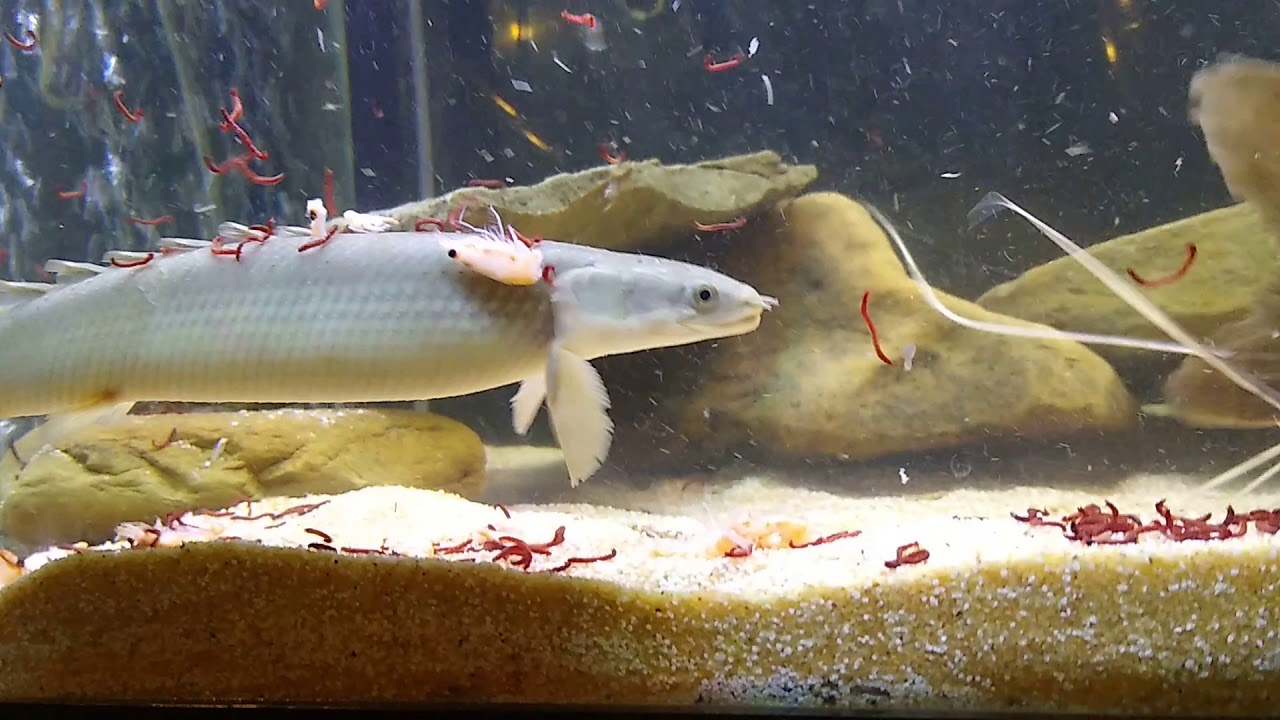 Flowerhorn cichlid, redtail catfish, hybrid tiger shovelnose catfish ...