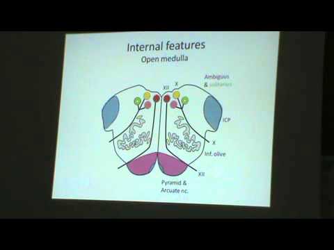 medial longitudinal bundle and blood supply of brain stem part 1 - YouTube