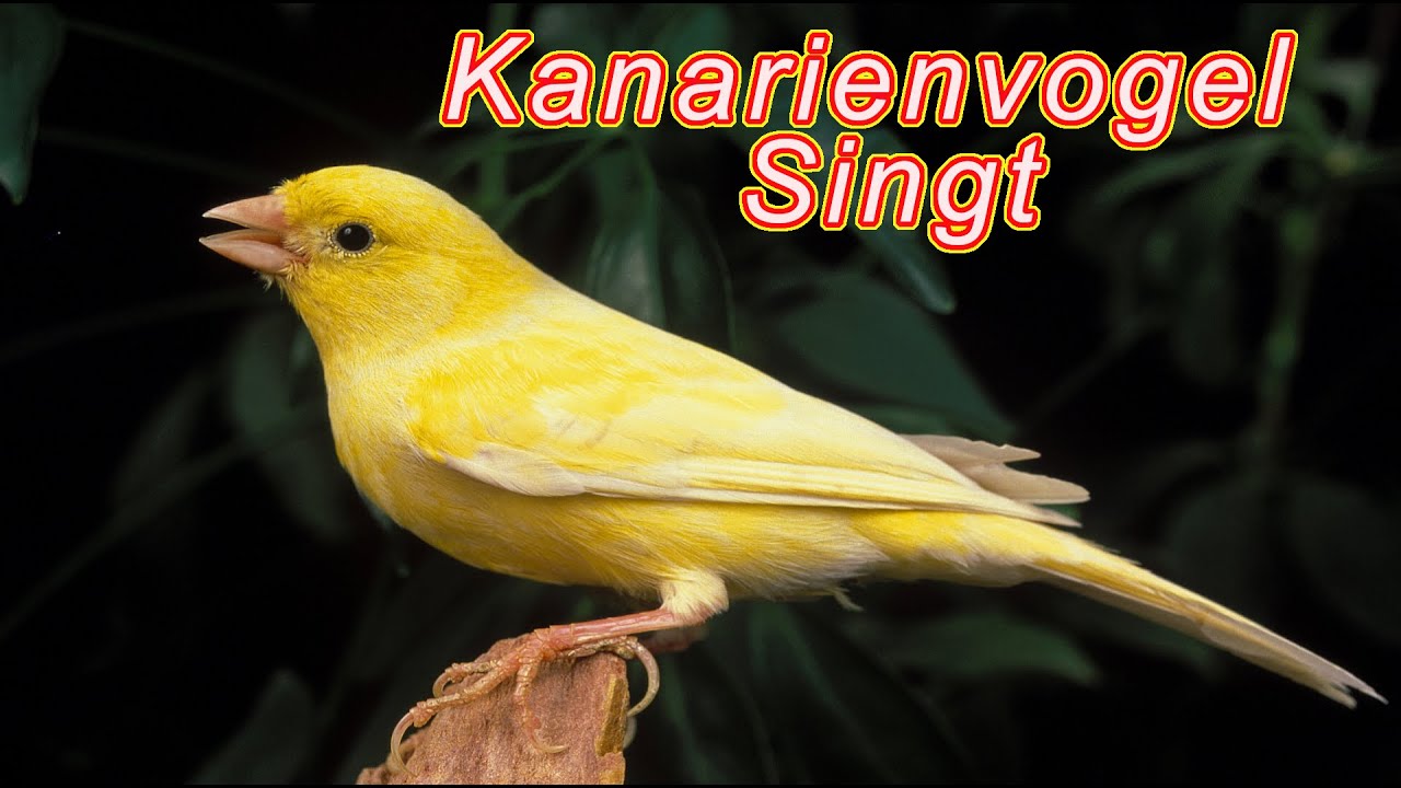 Kanarienvogel Singt - Der beste Weg, Ihren eigenen Kanarienvögeln das ...