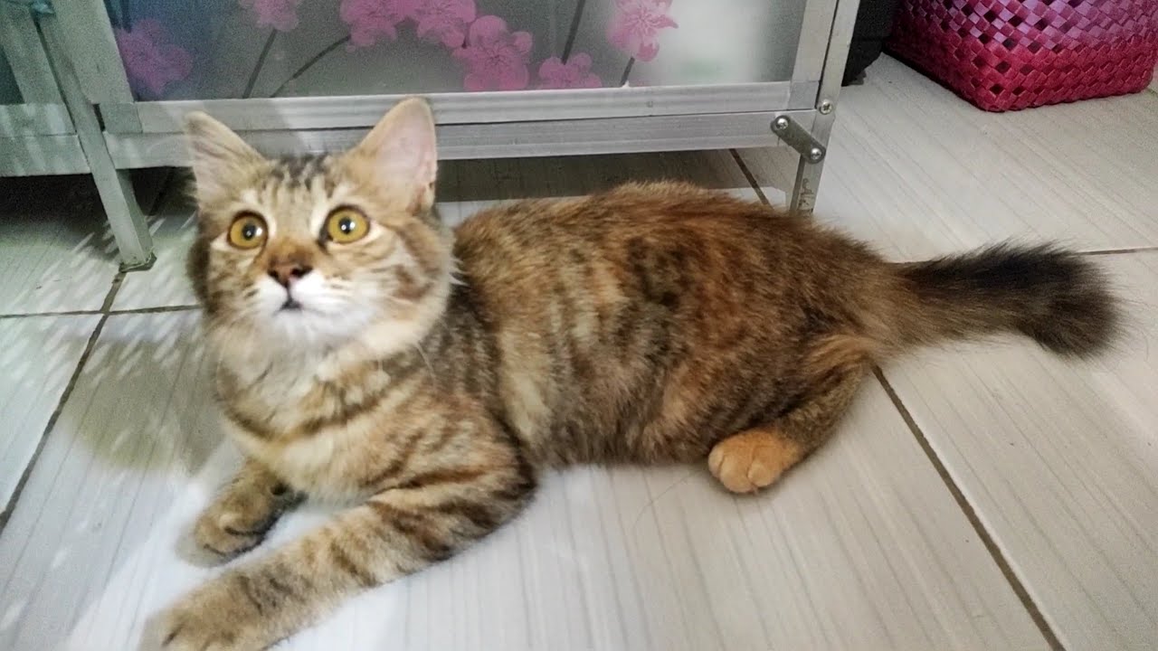 KUCING JENIS VERSIA ‼️ KUCING YANG SANGAT AKTIF - YouTube