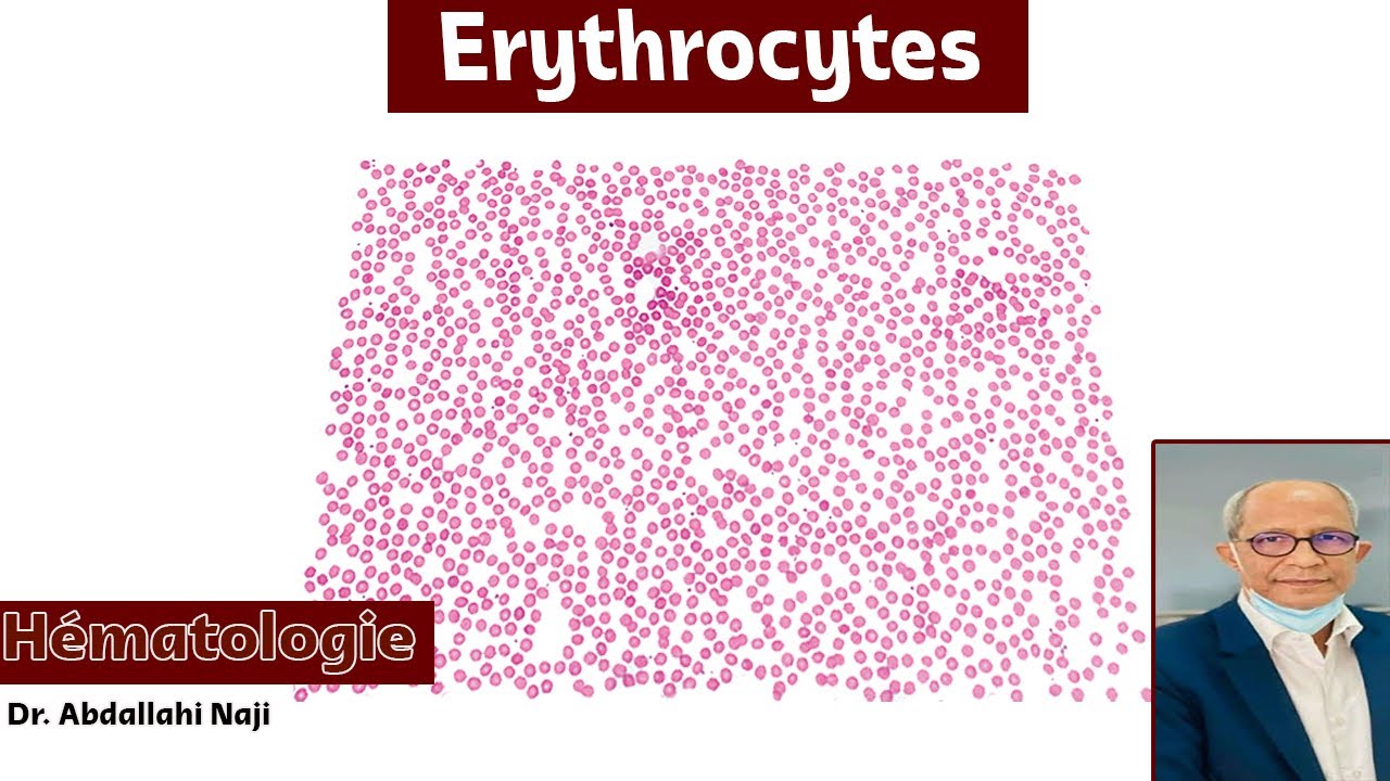 Hématologie - Les globules rouges - Mauri-Med - YouTube