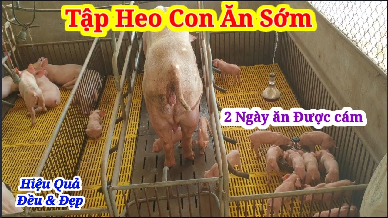 Giải pháp giúp heo con biết ăn sớm 2 ngày đã ăn được cám đẹp và điều ...